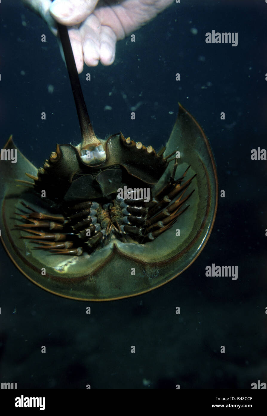 Horseshoe crab fossil hi-res stock photography and images - Alamy