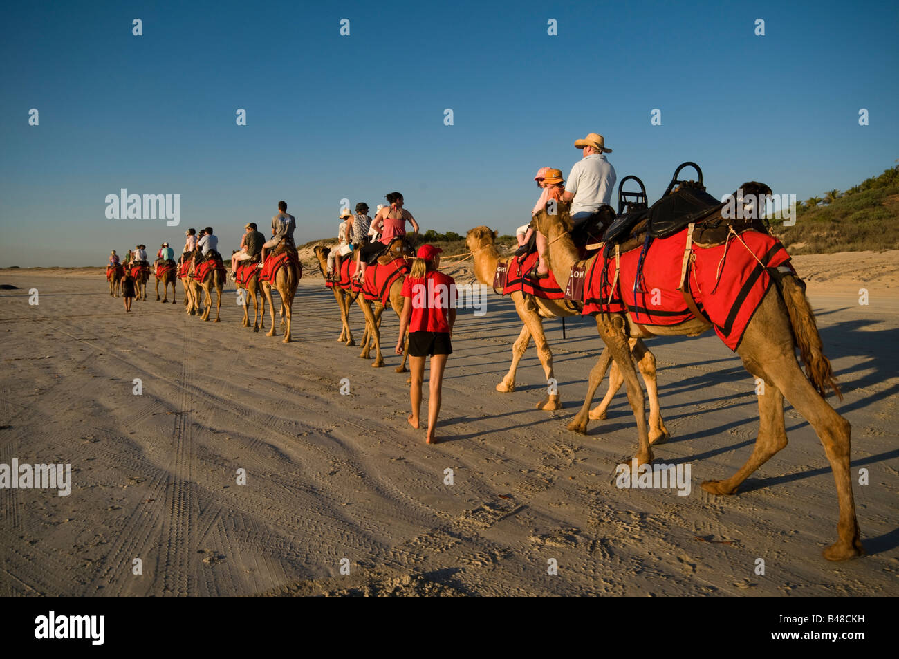 Camel trains carrying tourists on Cable Beach Broome Western Australia ...