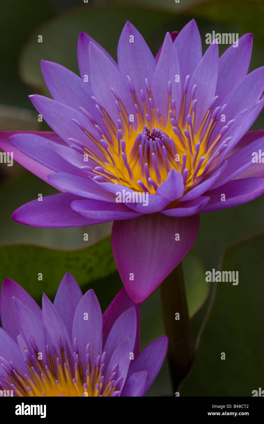 Water llilly hi-res stock photography and images - Alamy