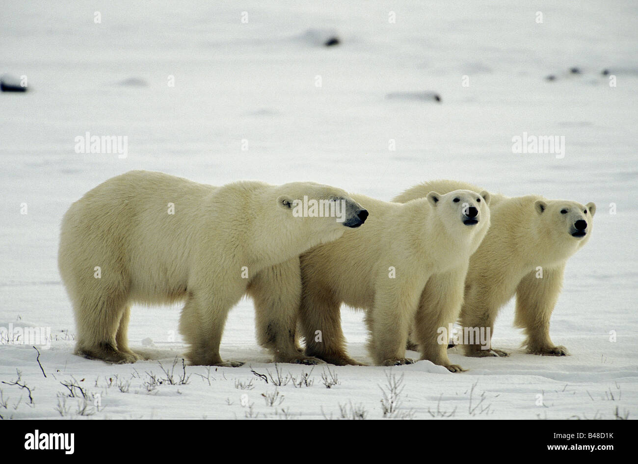 zoology / animals, mammal / mammalian, bears, polar bear, (Ursus ...