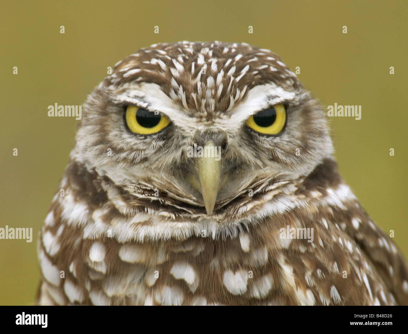 zoology / animals, avian / bird, owls, Burrowing Owl, (Athene ...