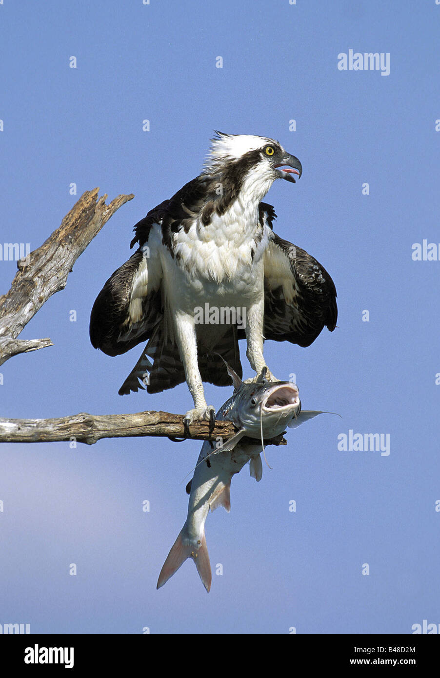 zoology / animals, avian / bird, Pandionidae, Osprey (Pandion haliaetus ...