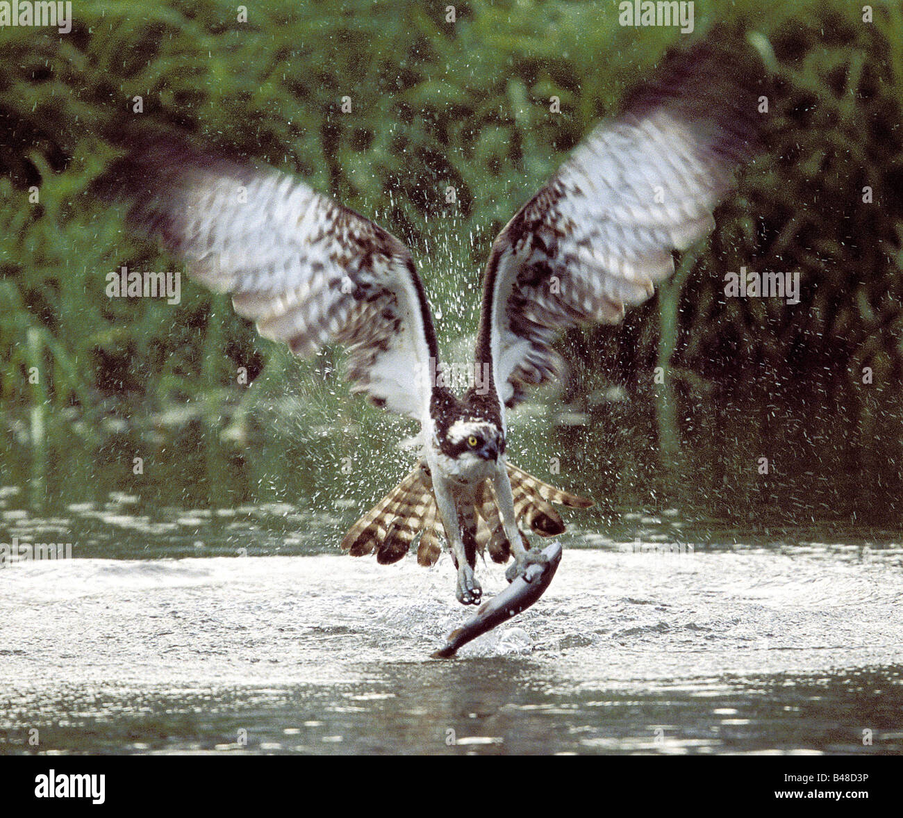 zoology / animals, avian / bird, Pandionidae, Osprey (Pandion haliaetus ...