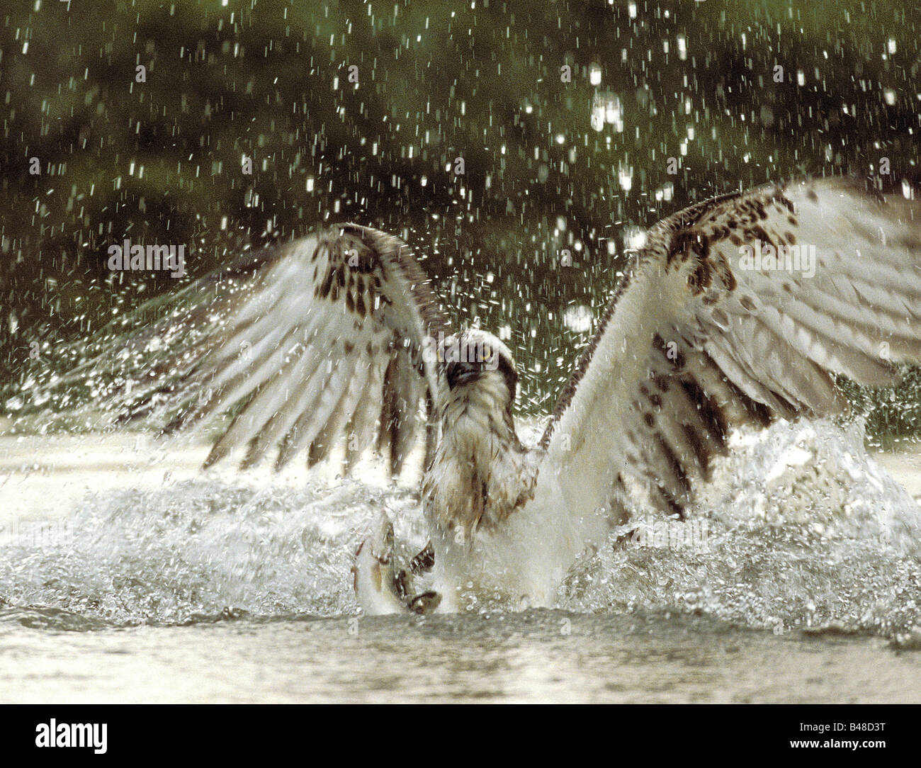 zoology / animals, avian / bird, Pandionidae, Osprey (Pandion haliaetus ...