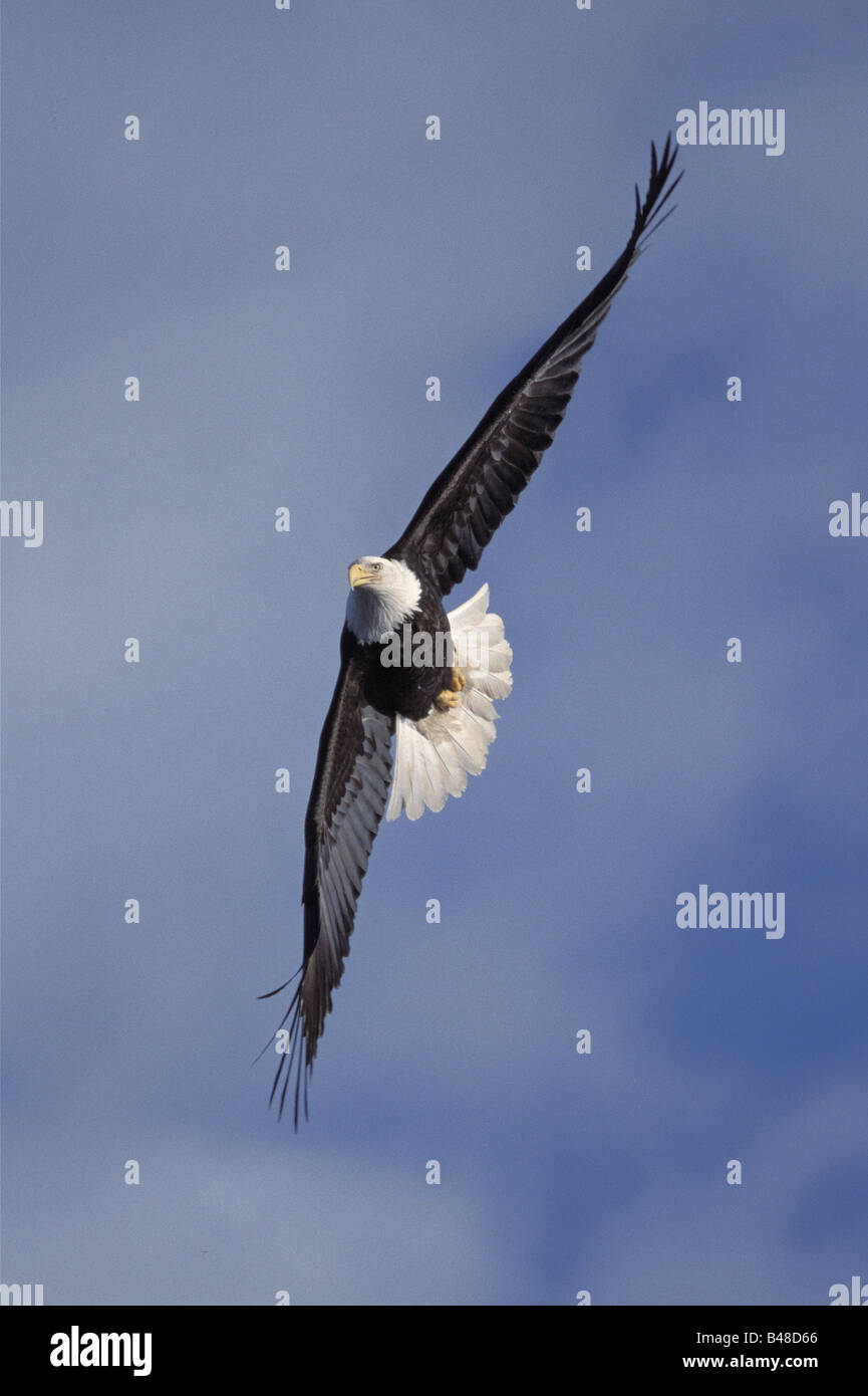zoology / animals, avian / bird, Accipitridae, Bald Eagle (Haliaeetus ...