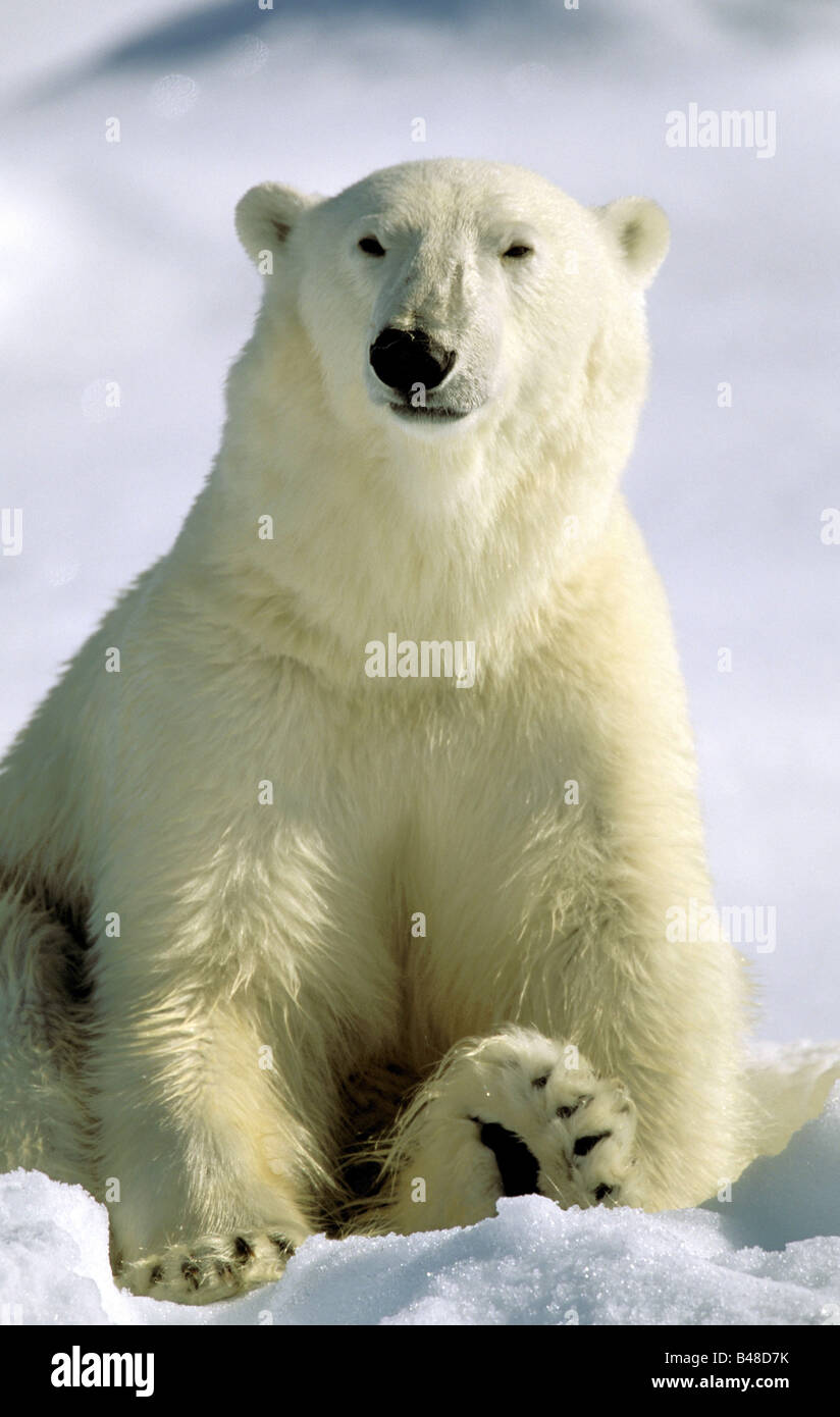 zoology / animals, mammal / mammalian, bears, polar bear, (Ursus ...