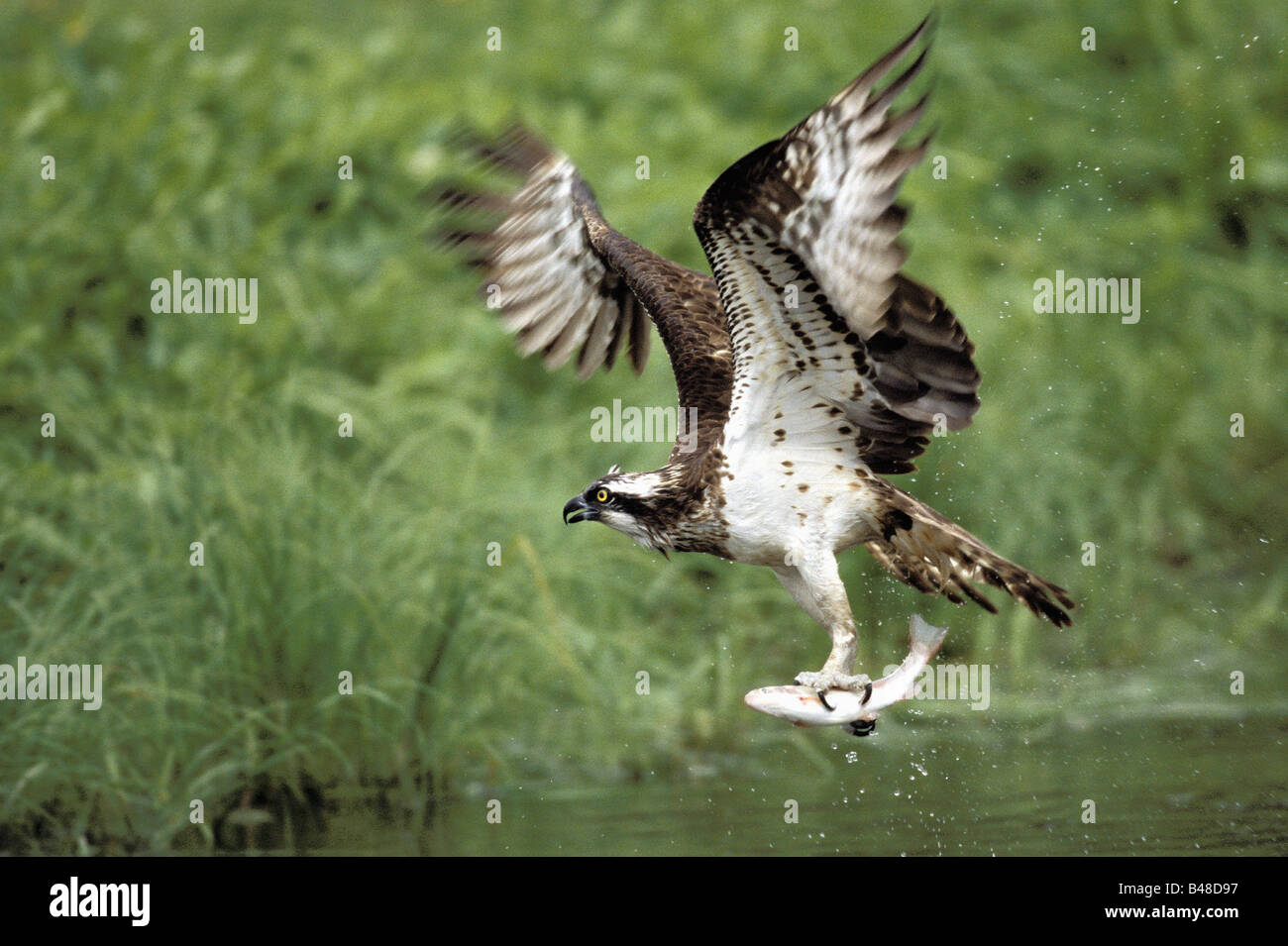 zoology / animals, avian / bird, Pandionidae, Osprey (Pandion haliaetus ...