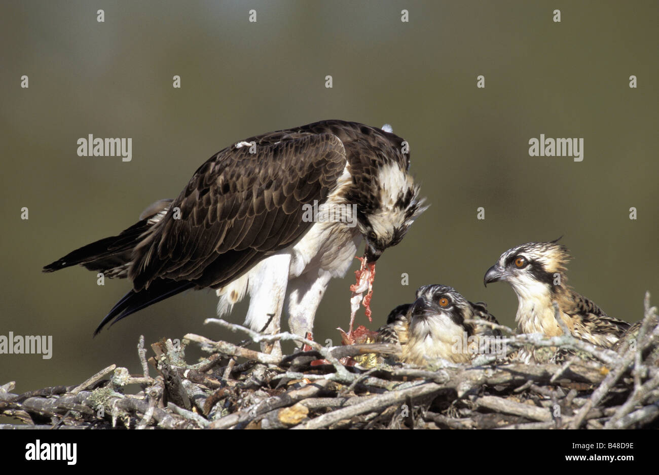 zoology / animals, avian / bird, Pandionidae, Osprey (Pandion haliaetus ...