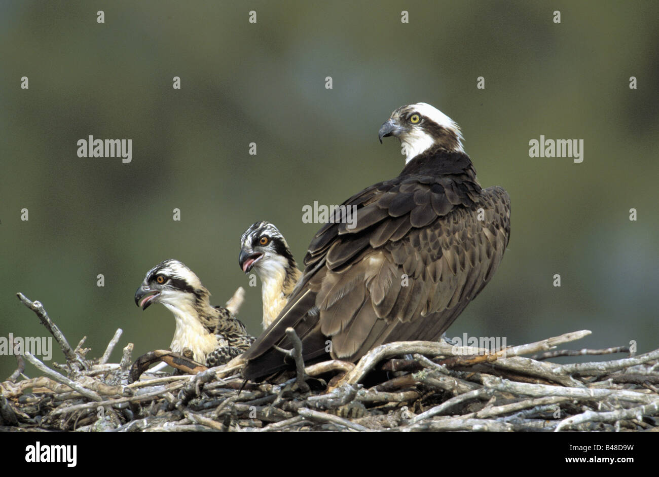 zoology / animals, avian / bird, Pandionidae, Osprey (Pandion haliaetus ...