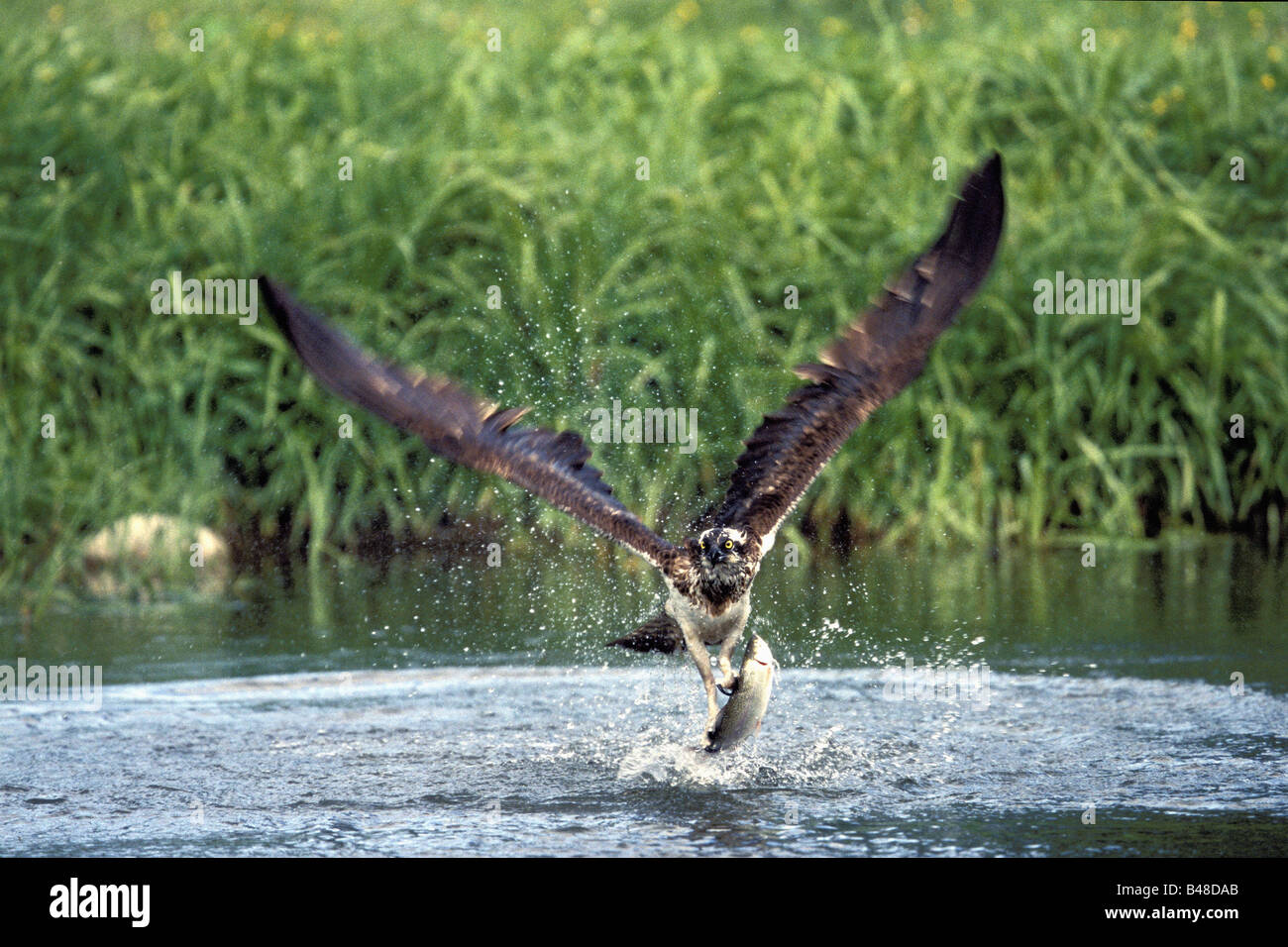 zoology / animals, avian / bird, Pandionidae, Osprey (Pandion haliaetus ...