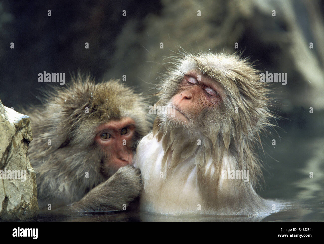 Japanmakak hi-res stock photography and images - Alamy