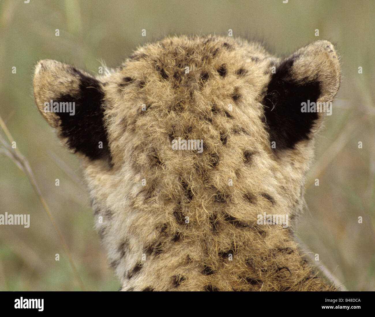 zoology / animals, mammal / mammalian, cheetah, (Acinonyx jubatus ...