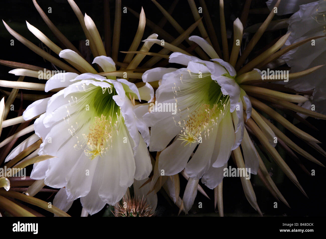 Queen of the night flower hi-res stock photography and images - Alamy