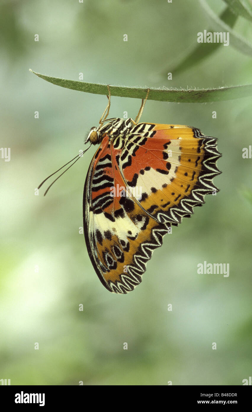 Nymphalidae butterflies hi-res stock photography and images - Alamy