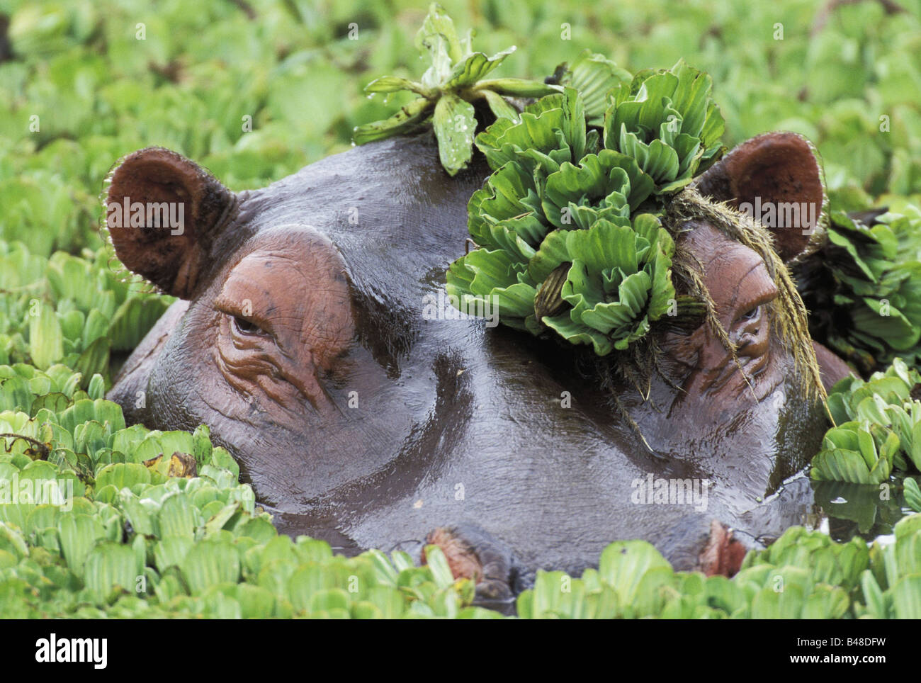 zoology / animals, mammal / mammalian, hippopotamus, (Hippopotamus ...