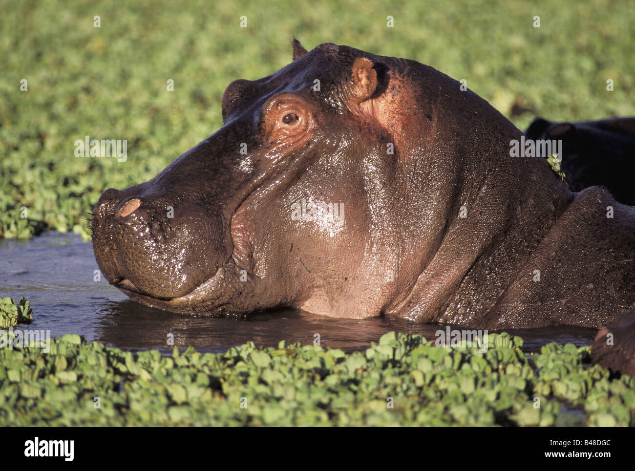 zoology / animals, mammal / mammalian, hippopotamus, (Hippopotamus ...