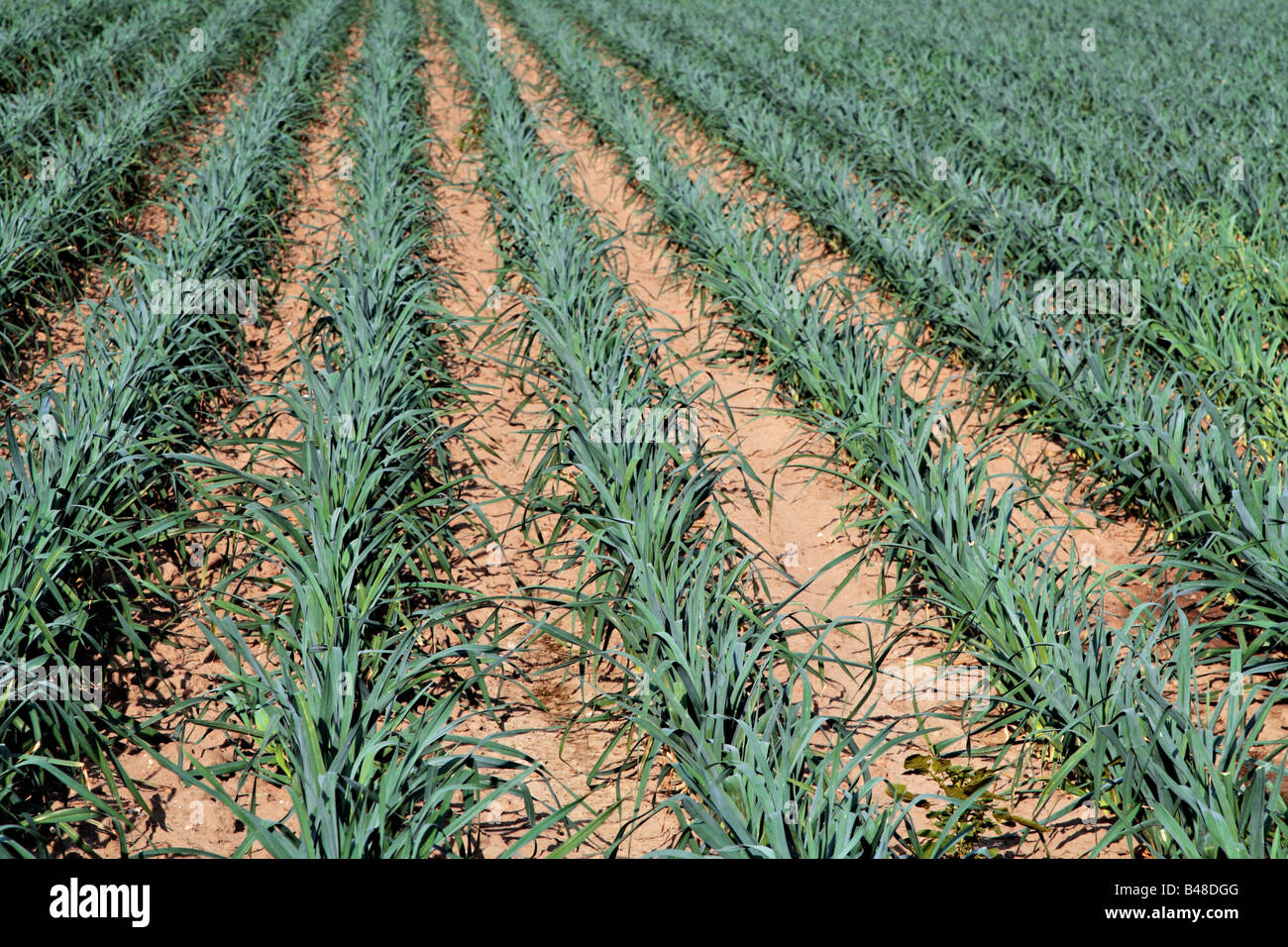 Leek field hi-res stock photography and images - Alamy