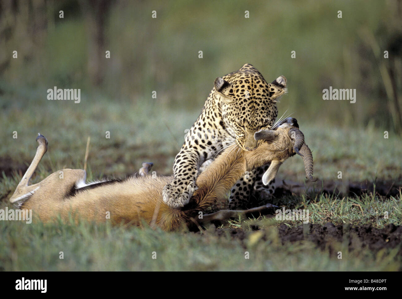 zoology / animals, mammal / mammalian, leopard, (Panthera pardus ...