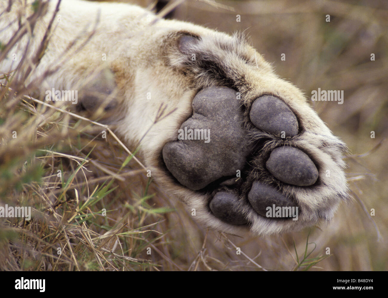 zoology / animals, mammal / mammalian, Felidae, Lion (Panthera leo ...