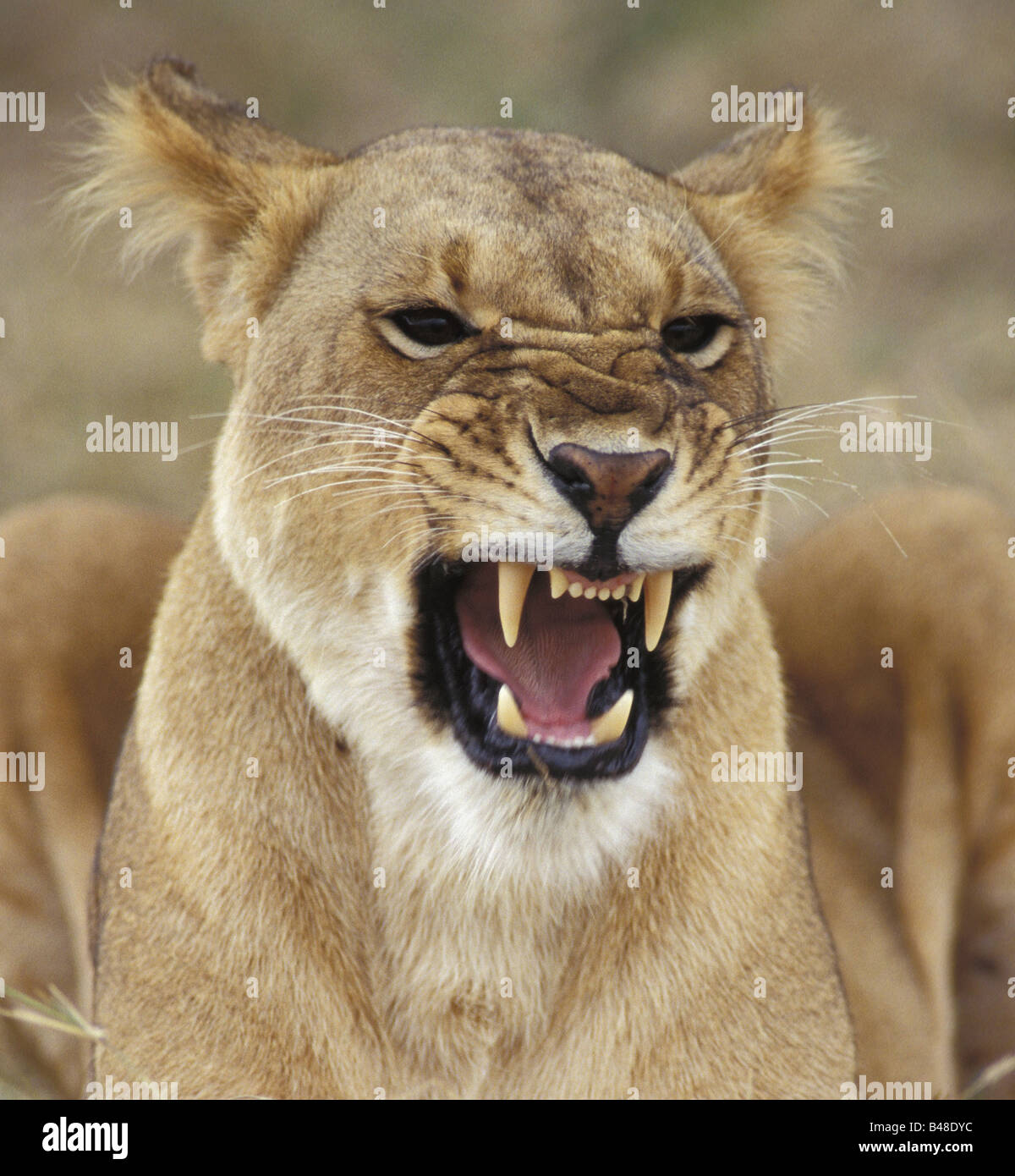zoology / animals, mammal / mammalian, Felidae, Lion (Panthera leo ...