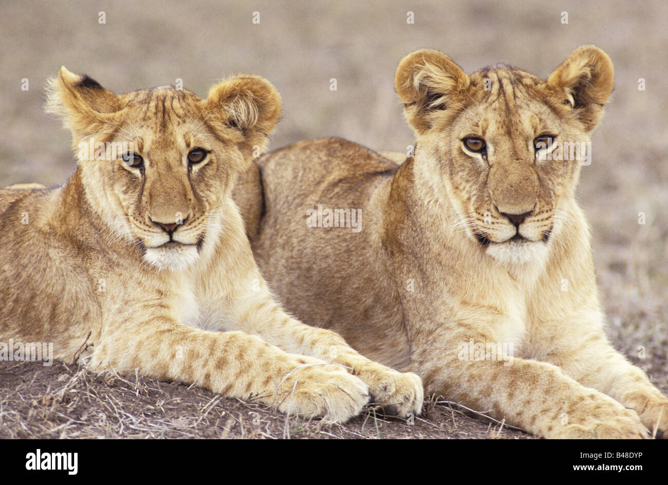 zoology / animals, mammal / mammalian, Felidae, Lion (Panthera leo ...