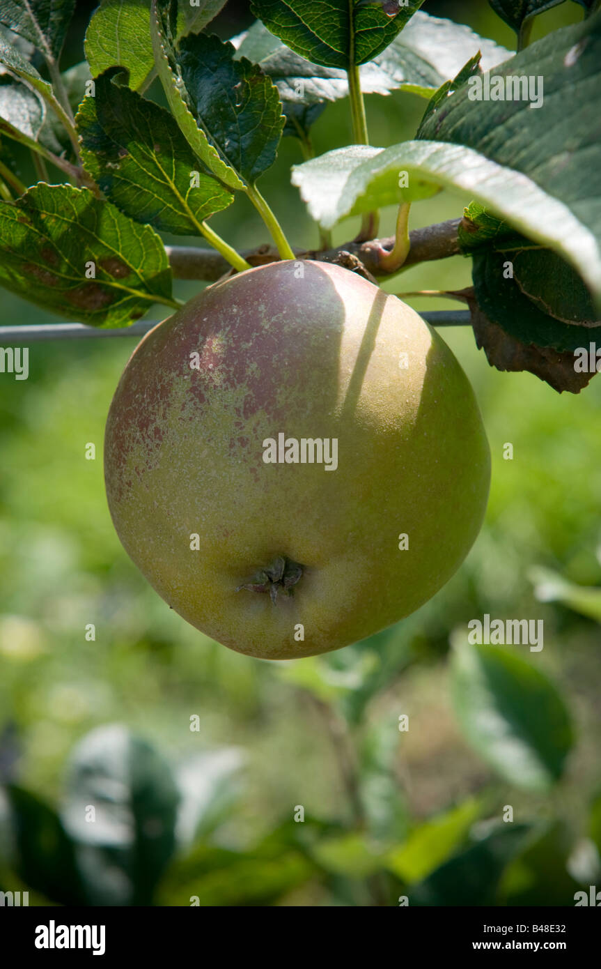 Russet High Resolution Stock Photography and Images - Alamy