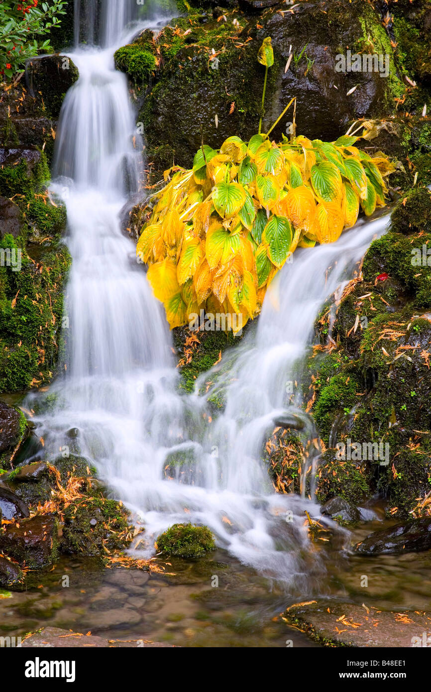 Fall colors in Crystal Springs Falls, Oregon, USA Stock Photo - Alamy