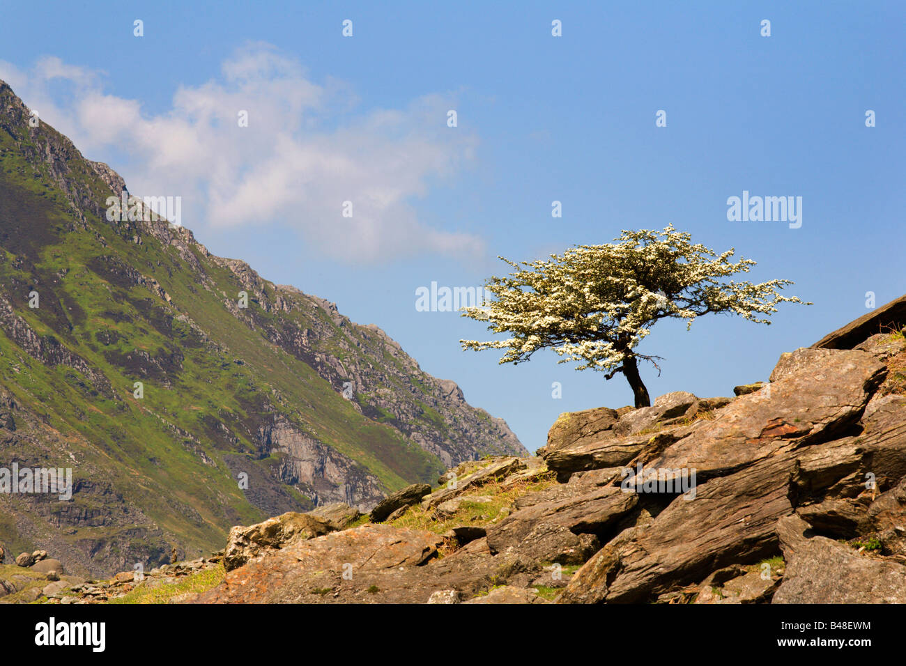 Lone Tree Pass of Llanberis Snowdonia Wales Stock Photo - Alamy