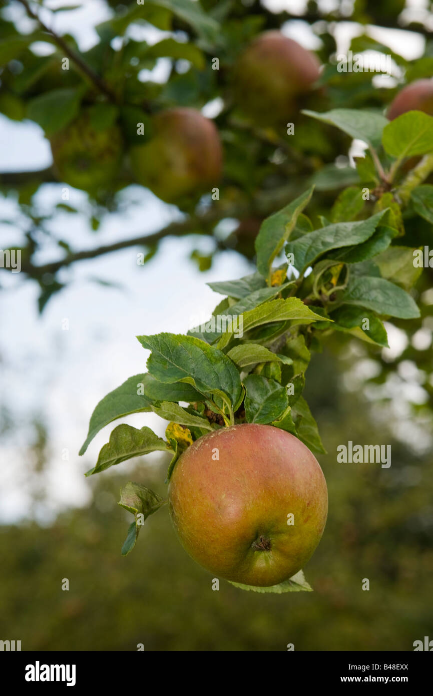 Apples King of the Pippins growing in an English orchard Stock Photo ...