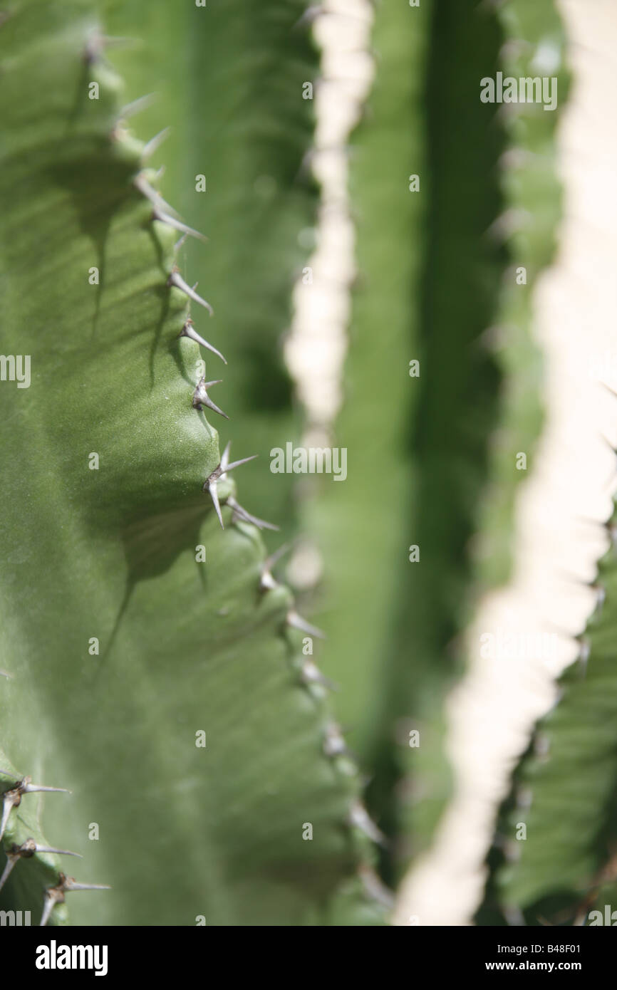 close up of spikes on cactus in garden centre Stock Photo - Alamy