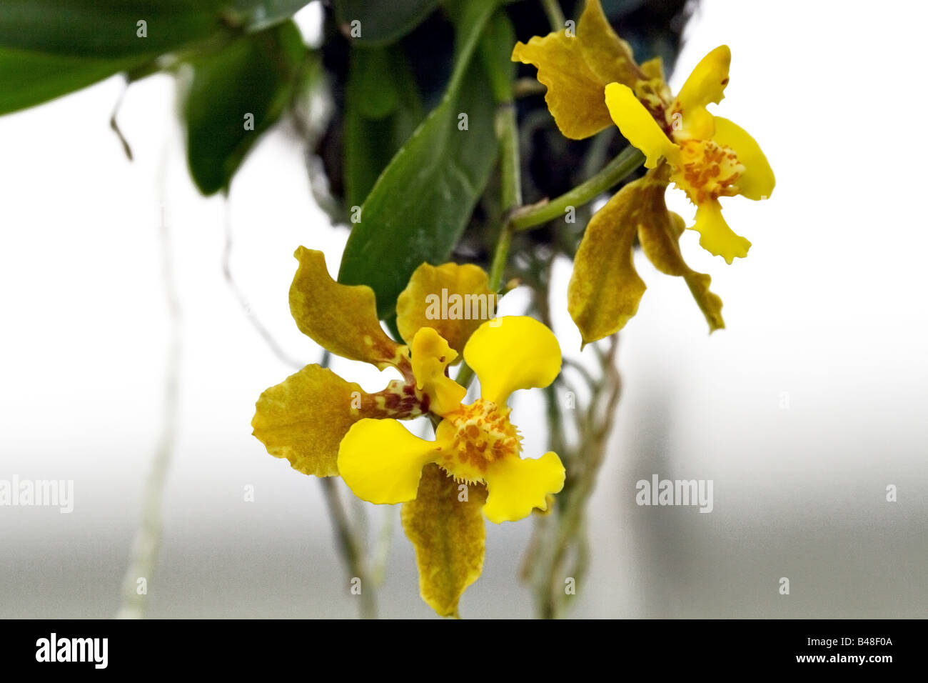 Close-up of an yellow Oncidium orchid flower Stock Photo - Alamy