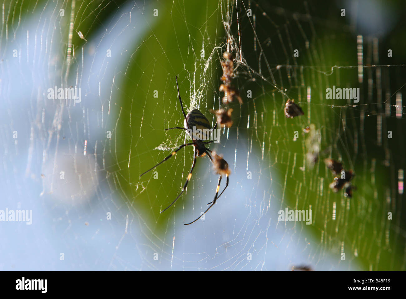 Spider web close up Stock Photo - Alamy
