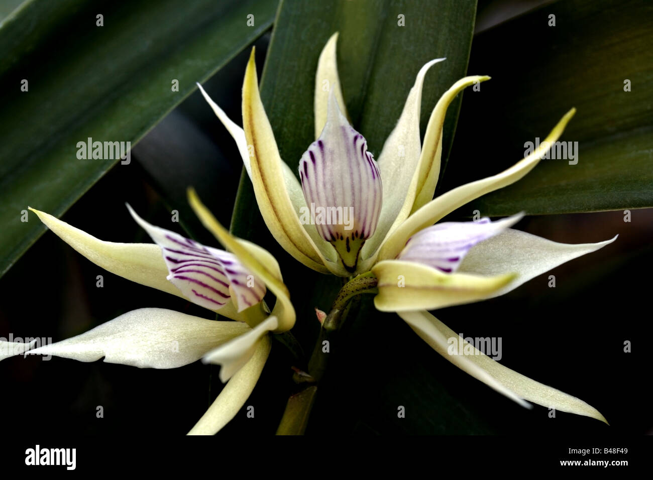 Close-up of a white Epidendrum orchid flower Stock Photo - Alamy