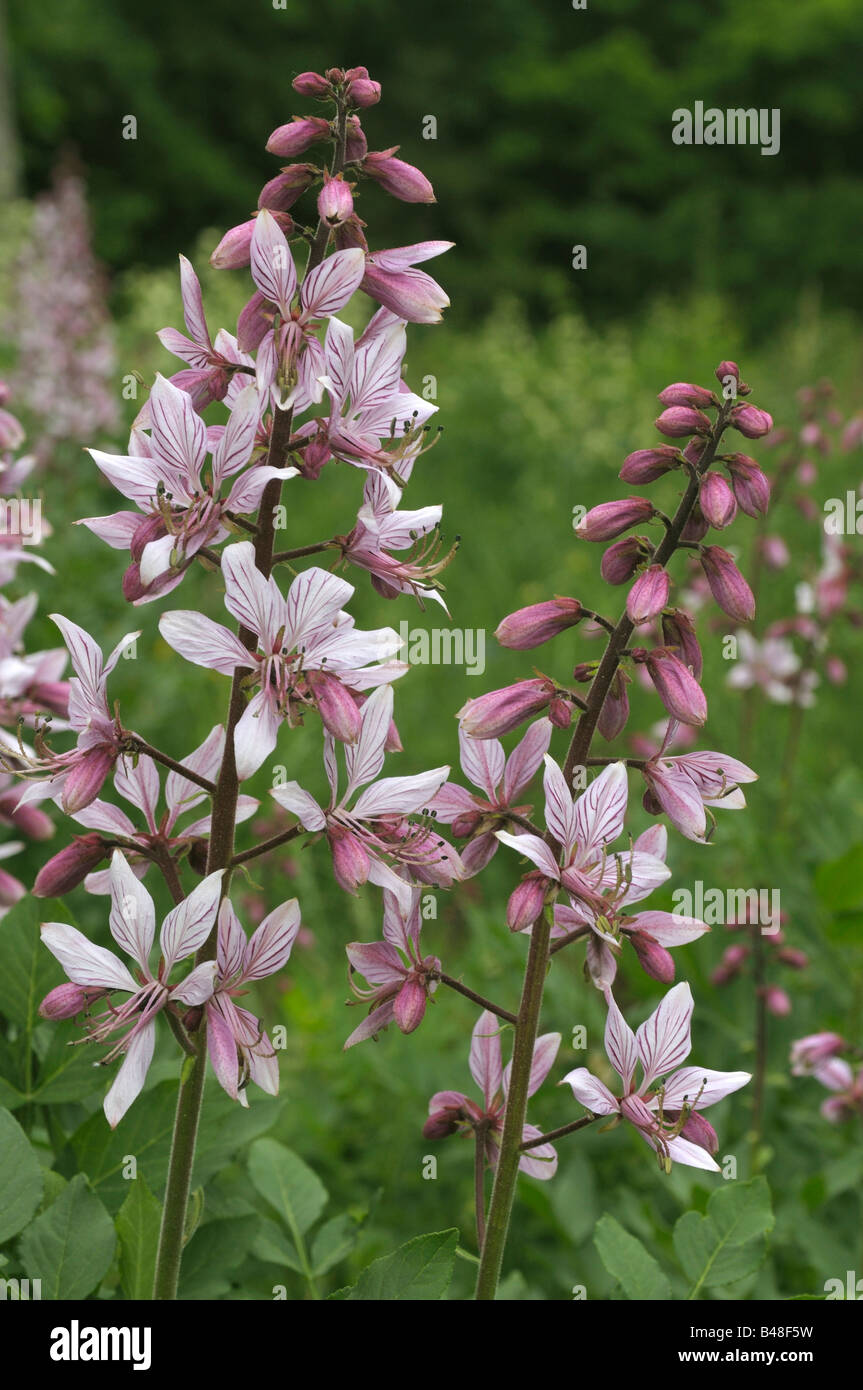 Burning bush white dittany false hi-res stock photography and images ...