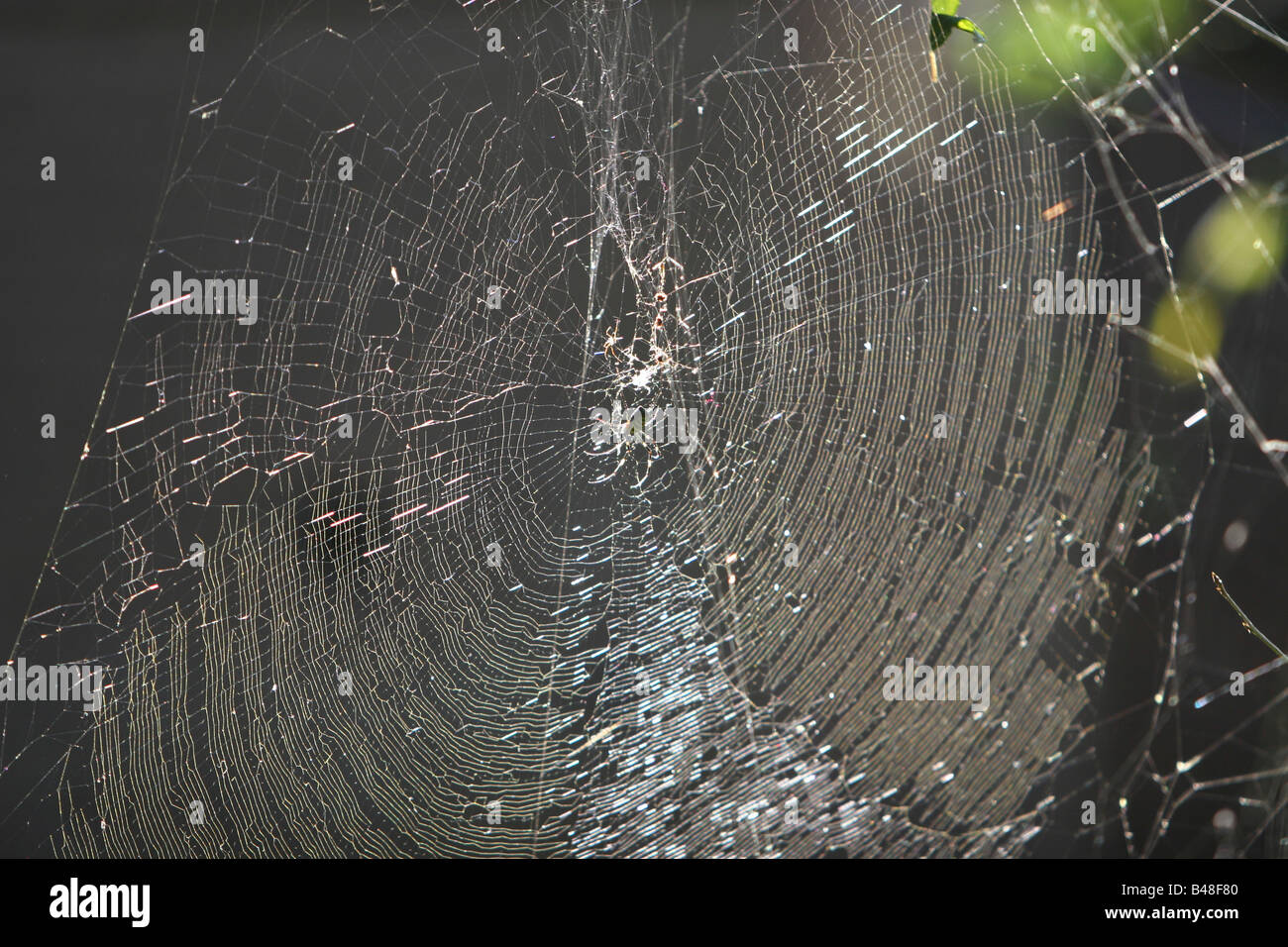 Spider web close up Stock Photo - Alamy