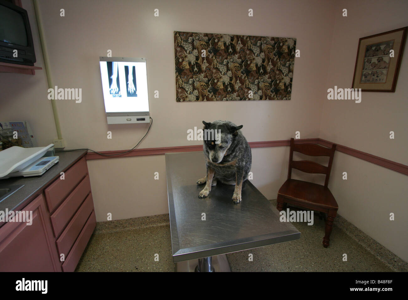 a canine (dog) patient ready for examination at the veterinary hospital ...