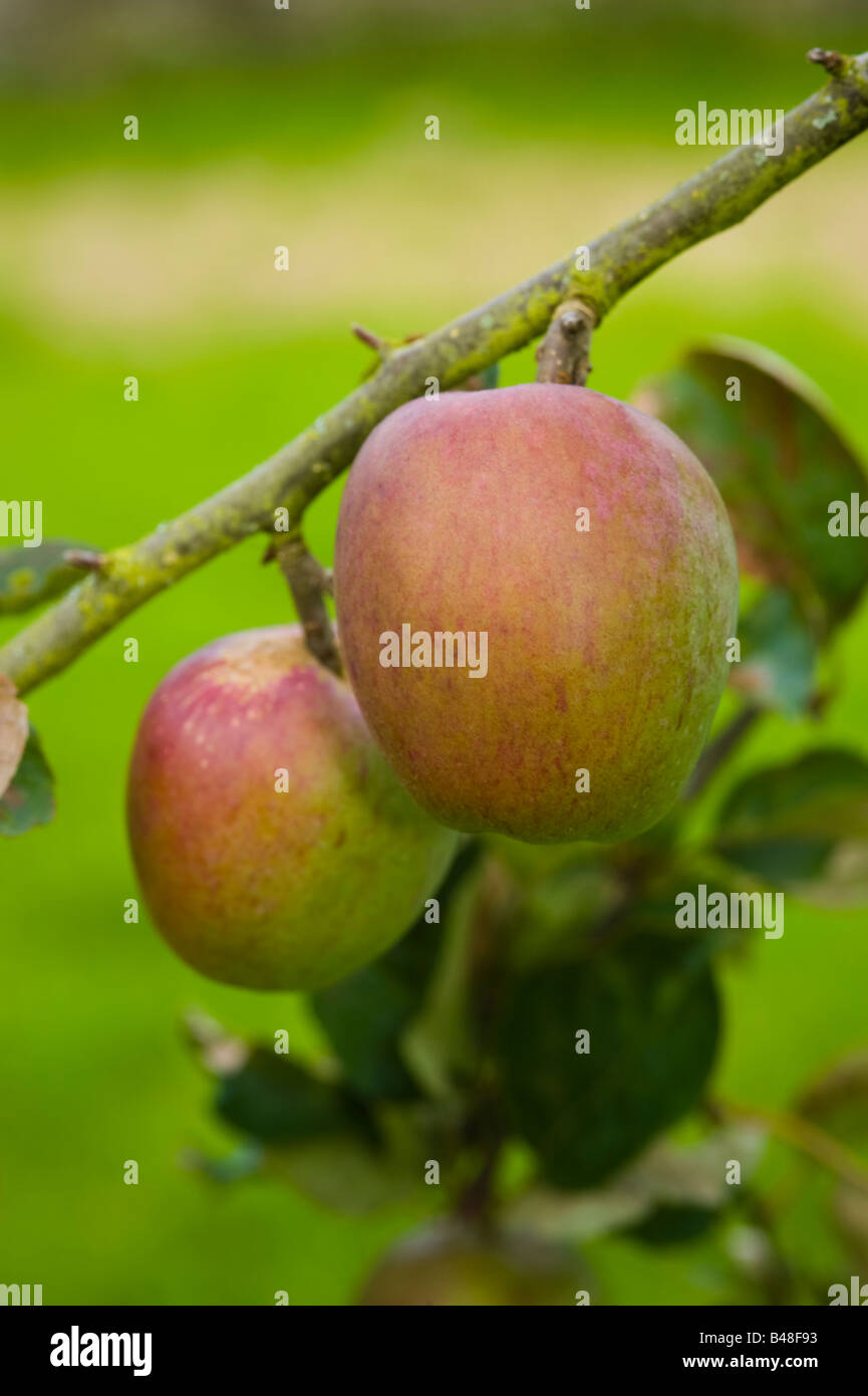 Pearmain hi-res stock photography and images - Alamy