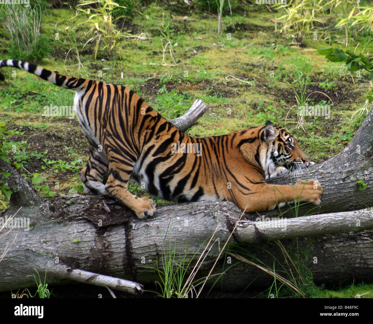 Tiger scratch hi-res stock photography and images - Alamy