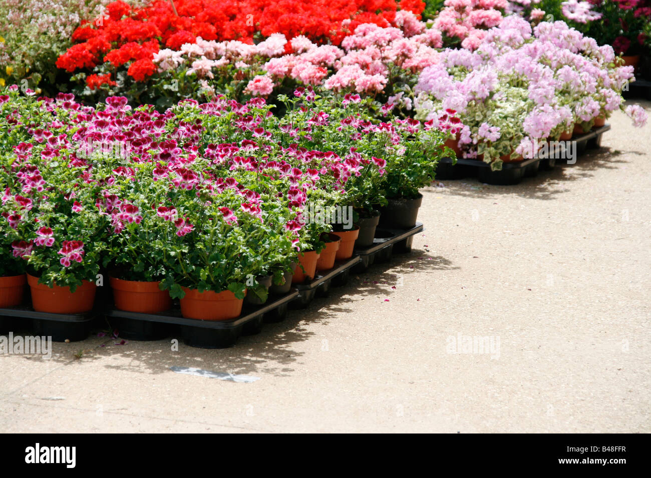 Various types of flowers in stall hi-res stock photography and images ...