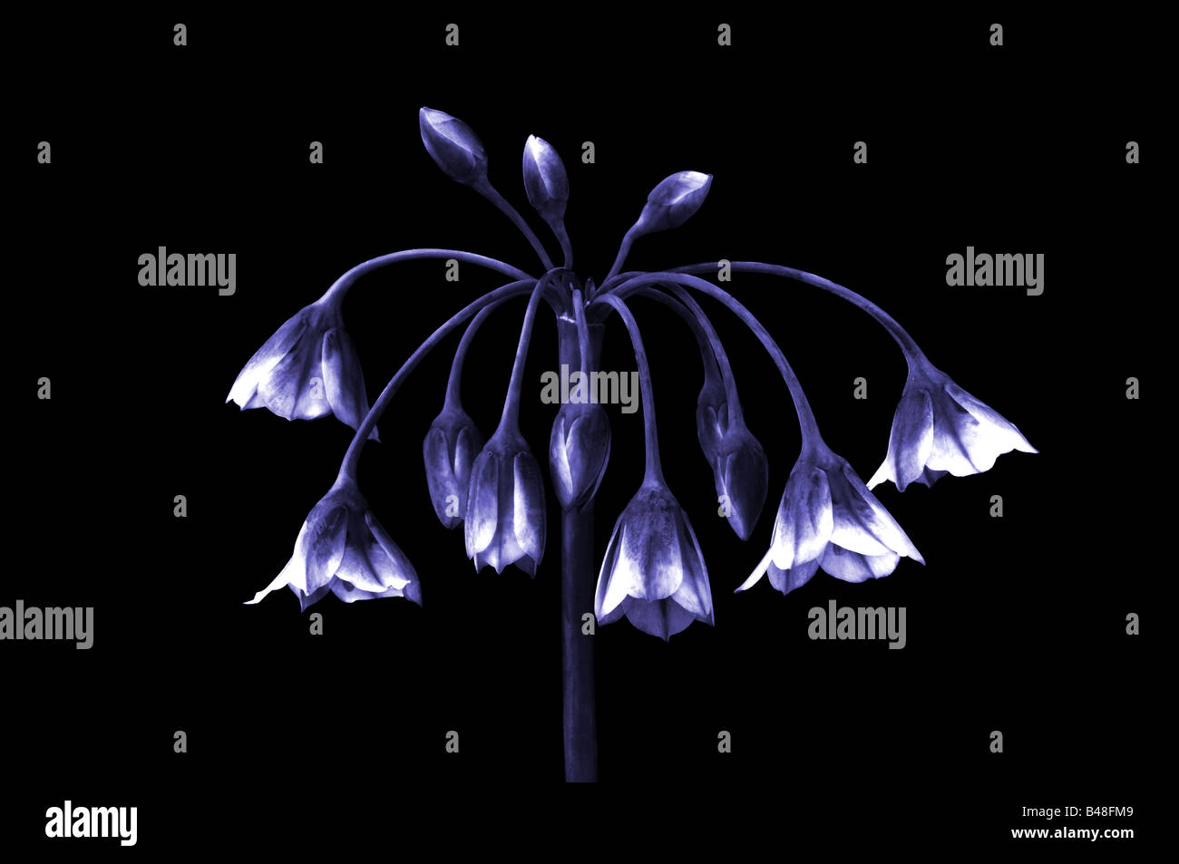 Alium bulgaricum flower Stock Photo - Alamy