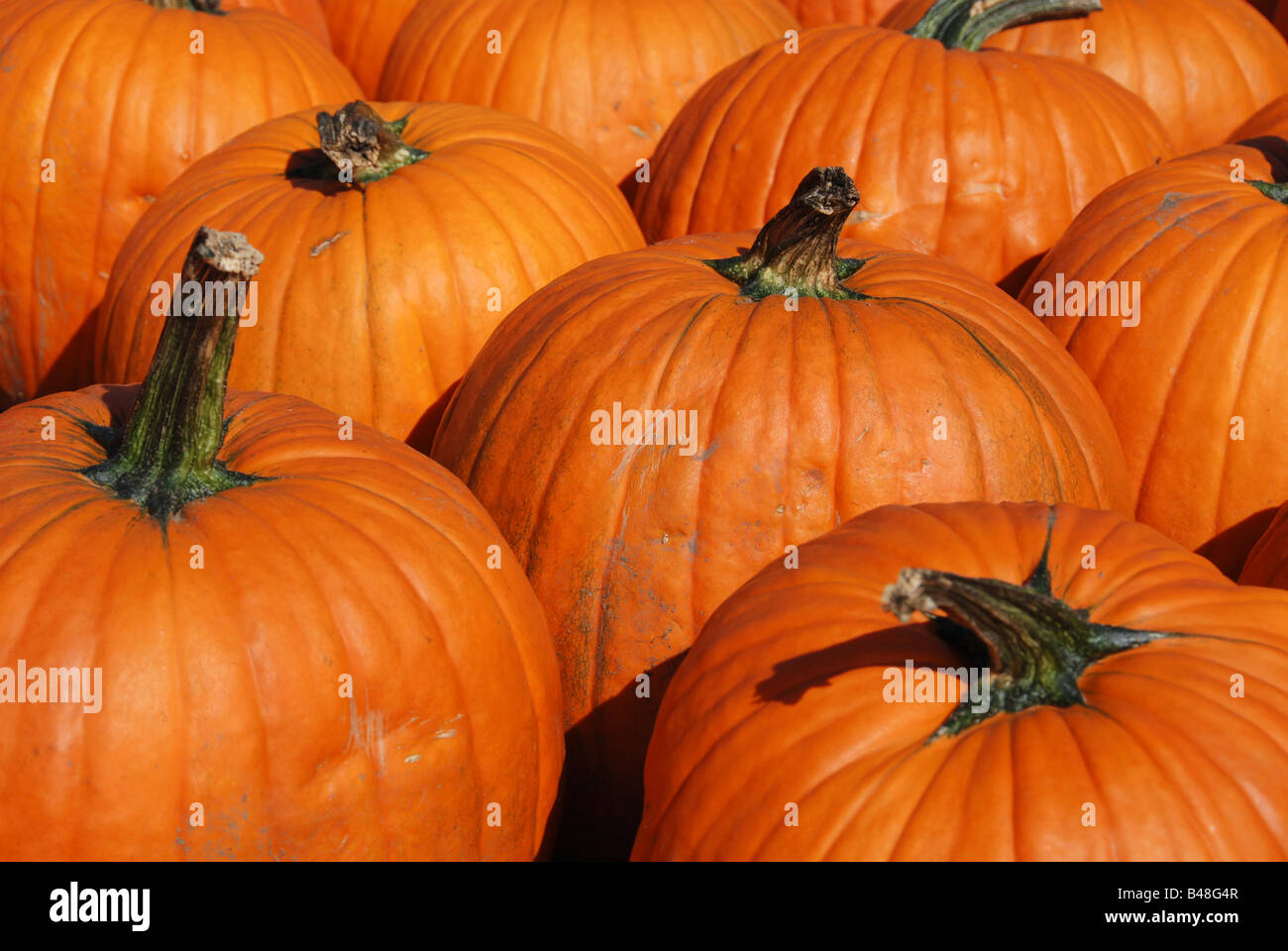 close-up of pumpkins Stock Photo - Alamy