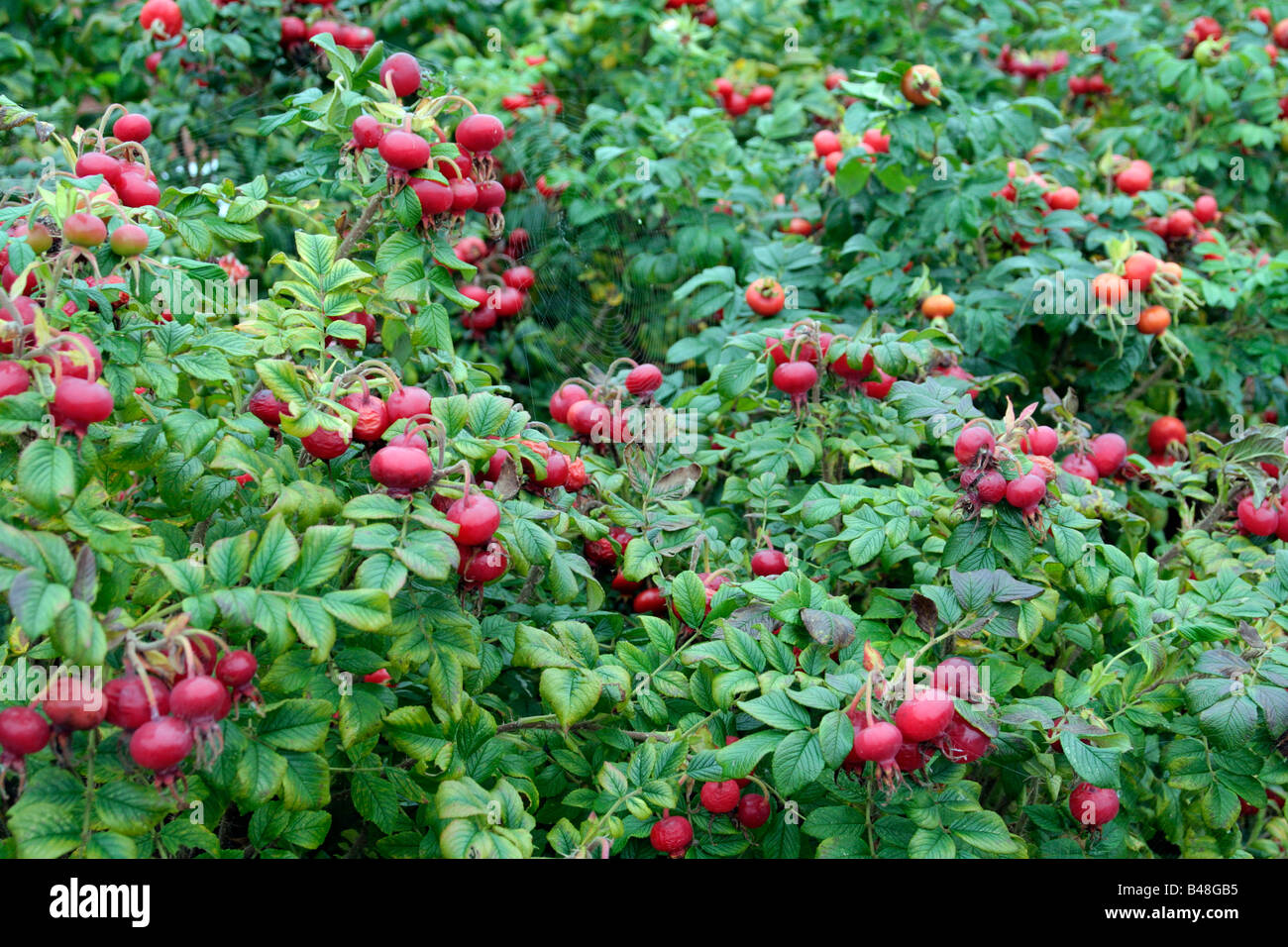 ROSA RUGOSA HIPS IN AUTUMN Stock Photo - Alamy