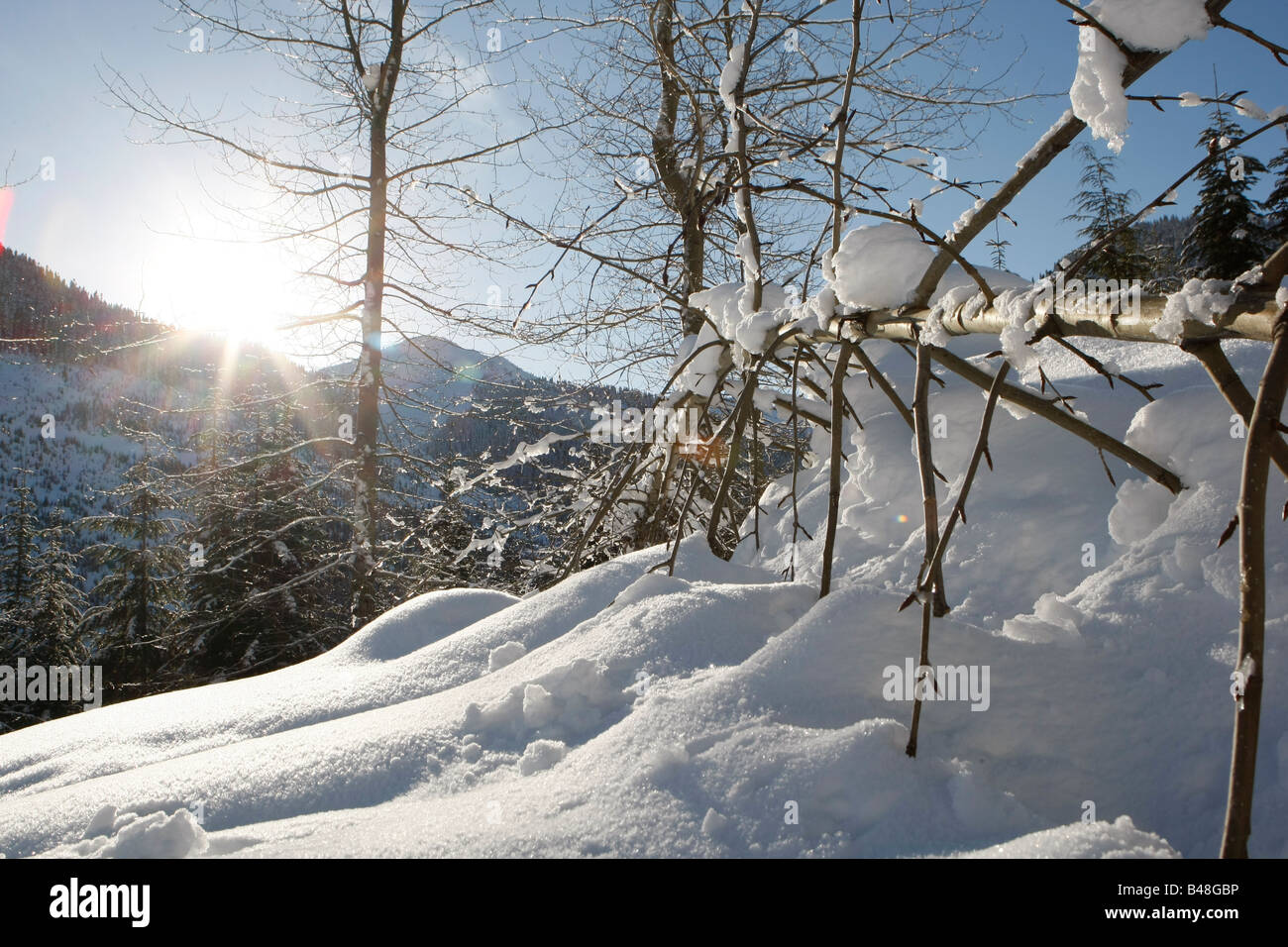 The whistler tree hi-res stock photography and images - Alamy