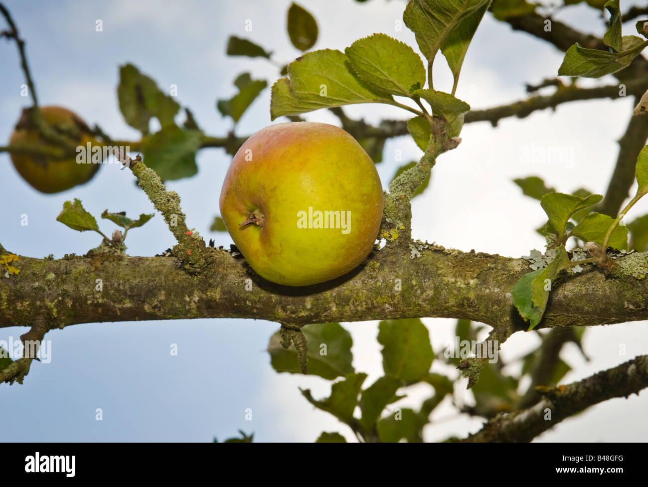 Ribston pippin apple hi-res stock photography and images - Alamy