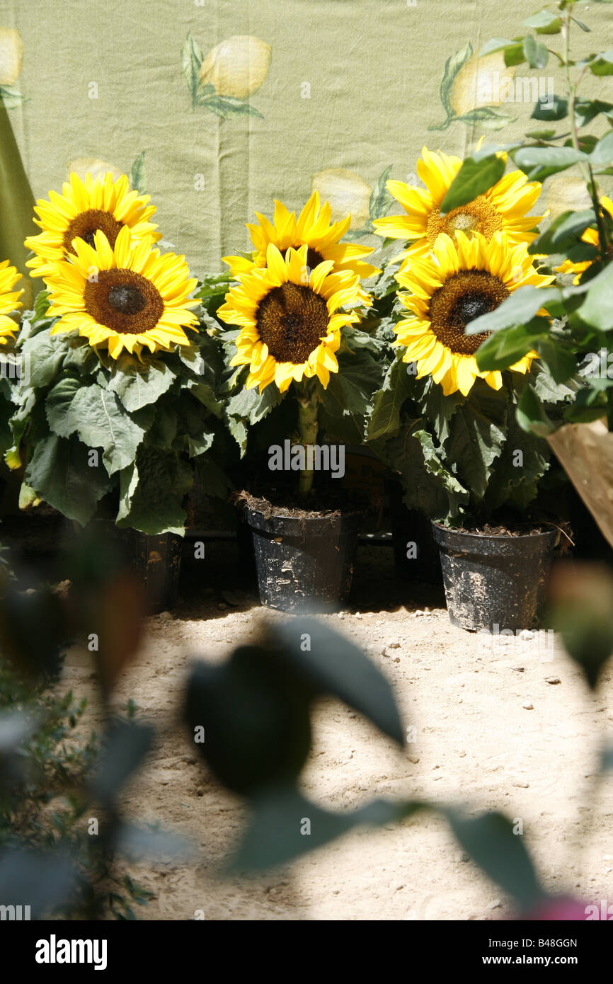 Sunflowers In Pots High Resolution Stock Photography and Images - Alamy