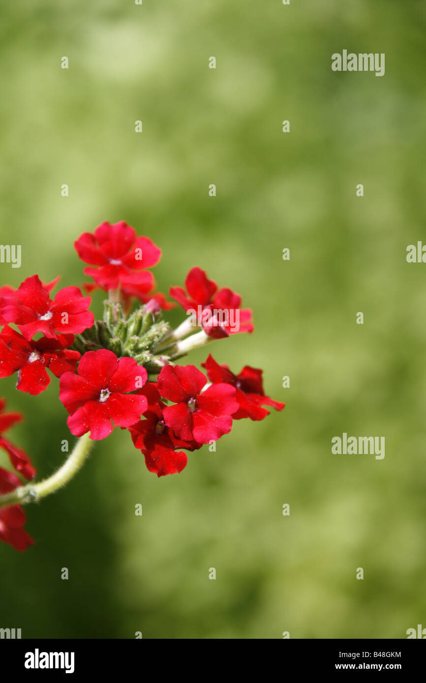 lots of geranium type flowers growing in garden Stock Photo - Alamy