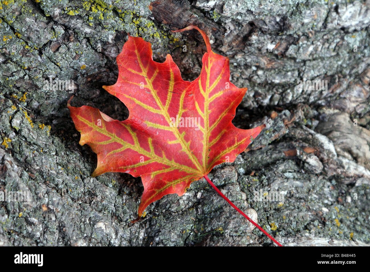 Lookalike Leaves: How To Tell The Difference Between Maple, 49% OFF Lookalike Leaves: How To Tell The Difference Between Maple, 49% OFF