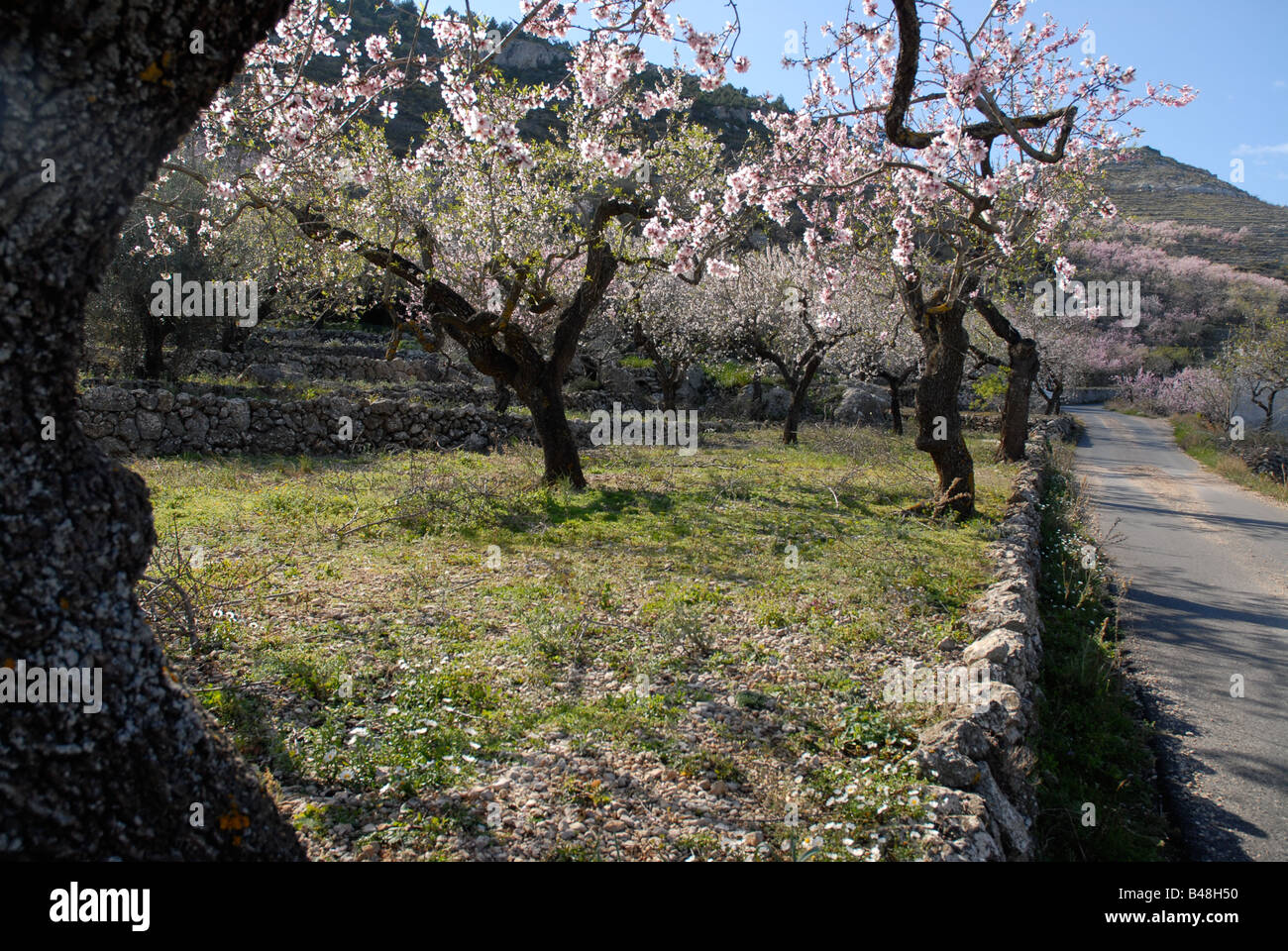 mountain road and almond blossom near Benimaurell, Marina Alta ...