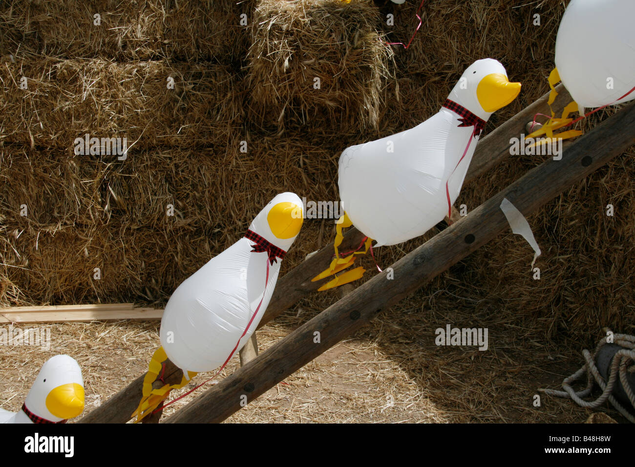 inflatable white ducks balloon and straw bales Stock Photo - Alamy