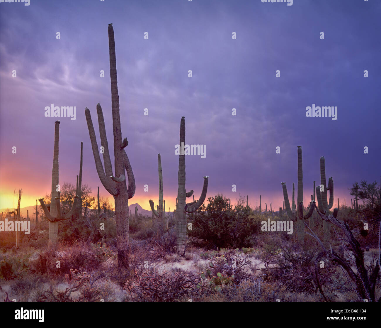 flowering saguaro during spring weather system Stock Photo - Alamy